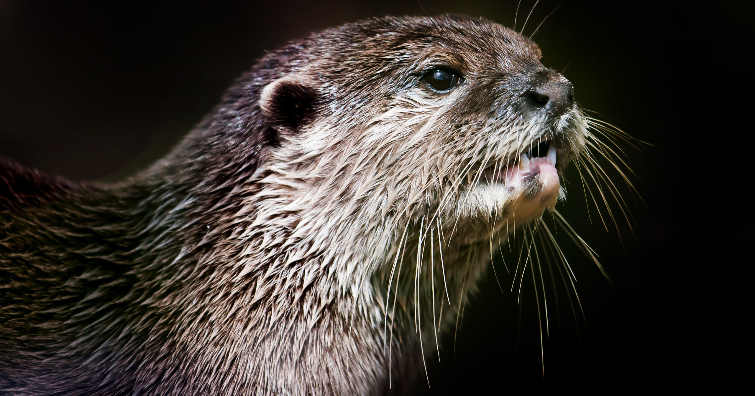 Haddon Hall - Otters