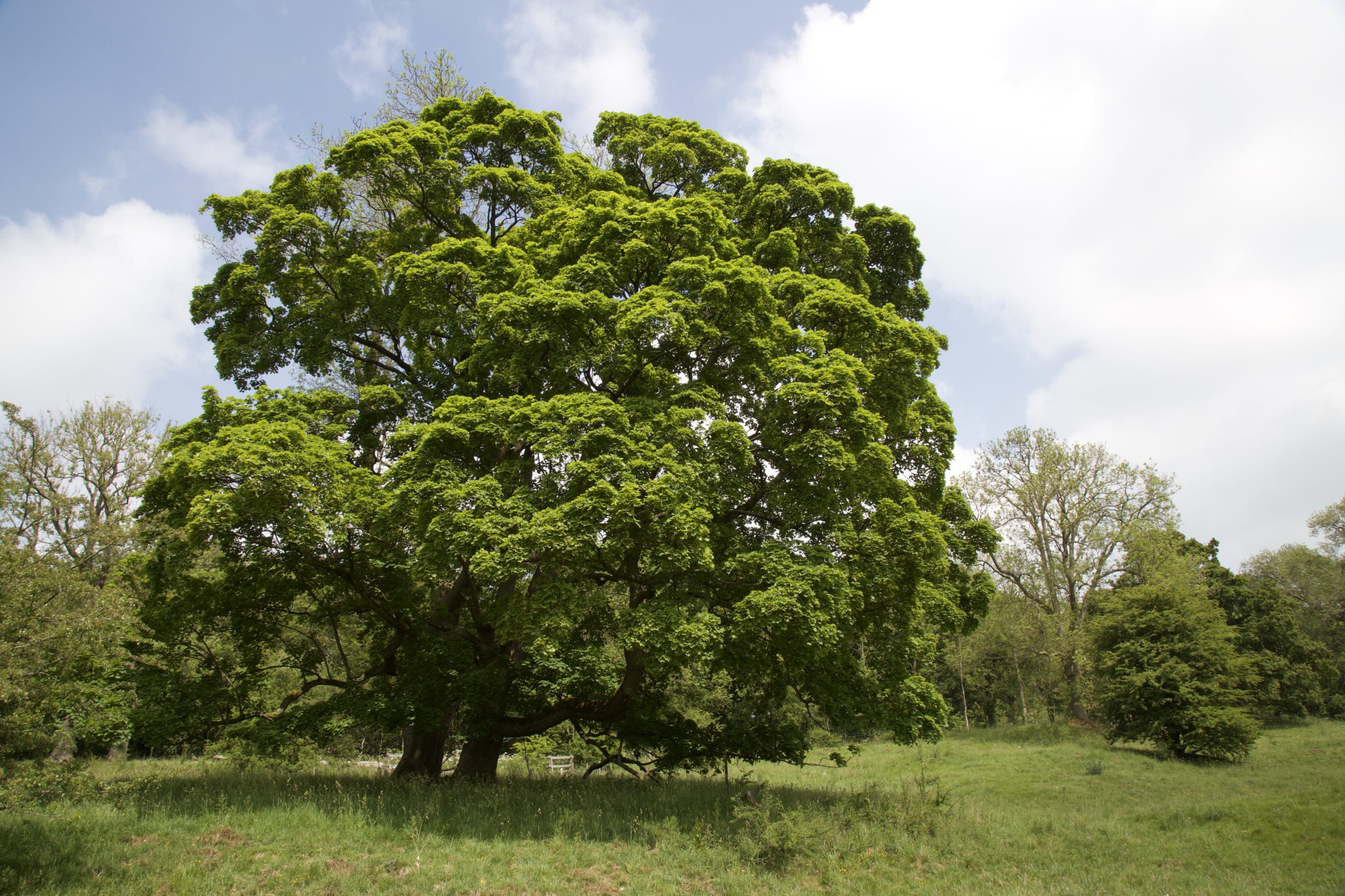 Haddon Hall - Parkland