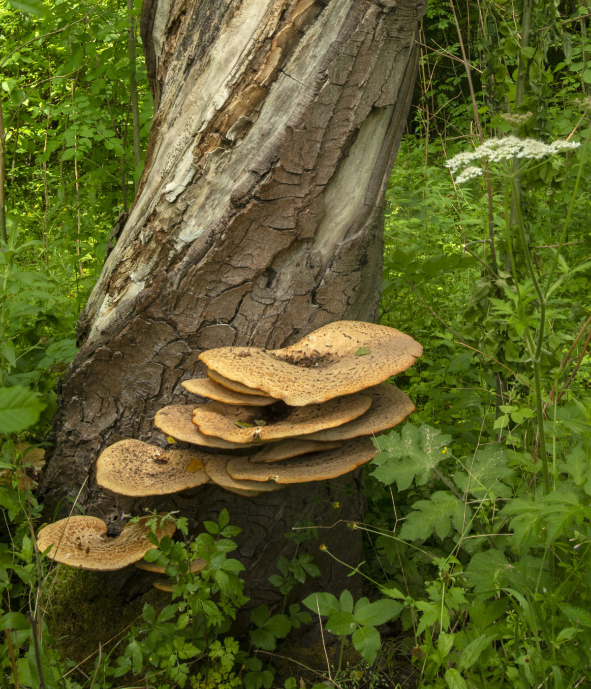 Haddon Hall - Medieval Park