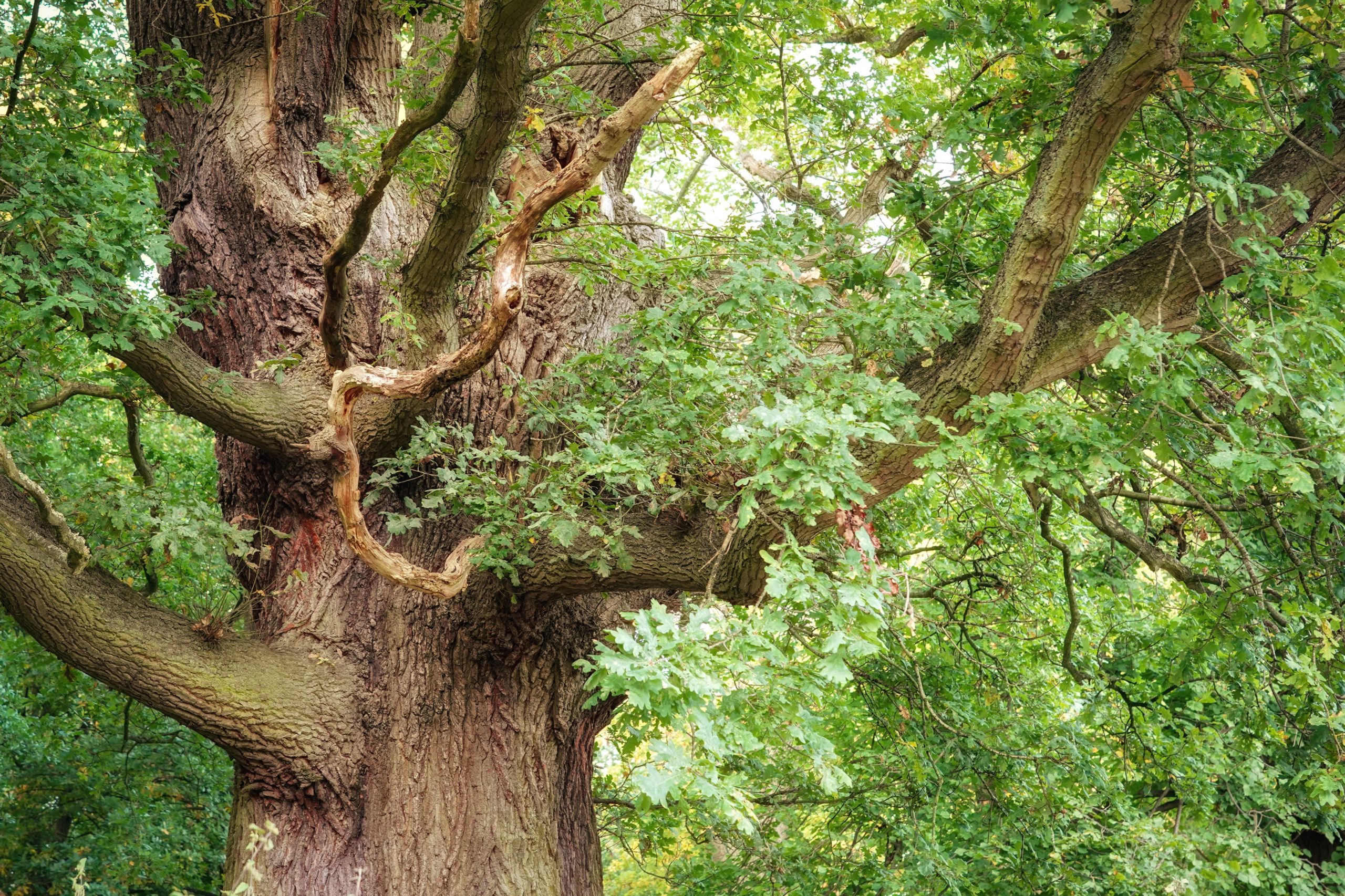 Haddon Hall - Wildlife Walk: The Trees of Haddon Medieval Park