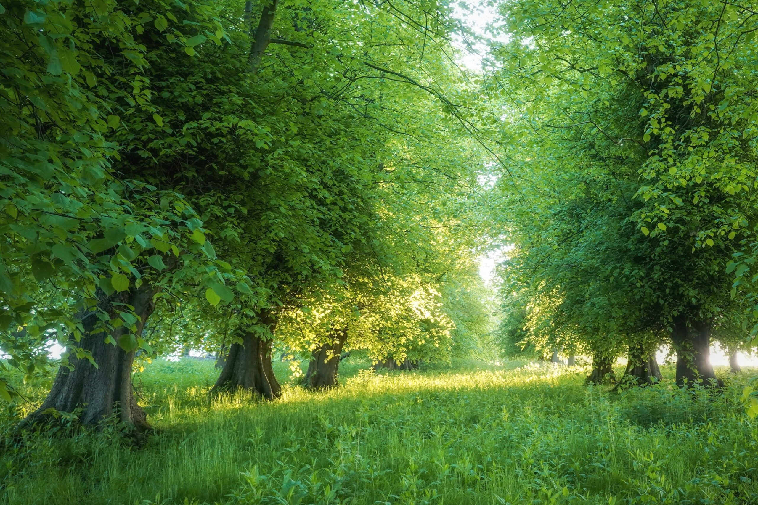 Haddon Hall - SOLD OUT The Trees of Haddon Medieval Park